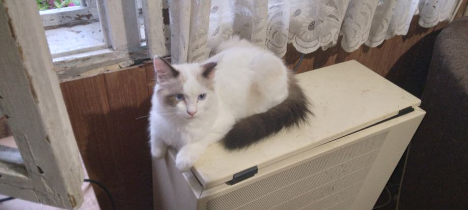 Ragdoll macka na prodaju