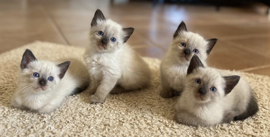 Ragdoll x Sijamski mačić (Ragamese mačić)