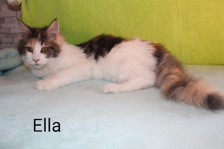 Riocoons*HR Ella - Maine Coon