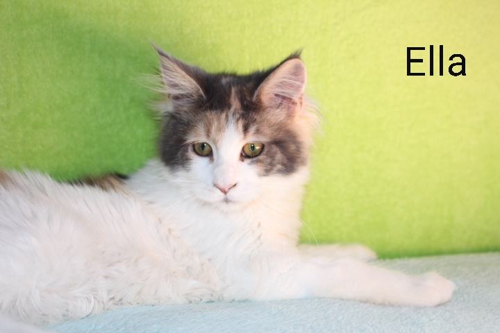 Riocoons*HR Ella - Maine Coon
