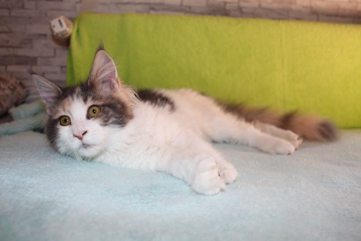 Riocoons*HR Ella - Maine Coon