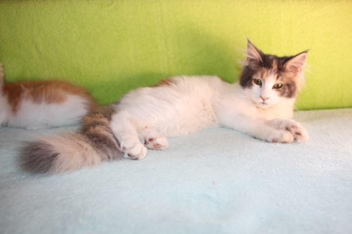 Riocoons*HR Ella - Maine Coon