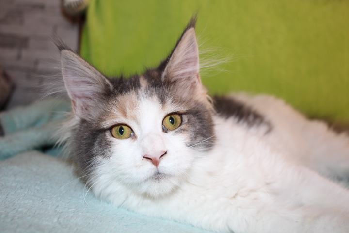 Riocoons*HR Ella - Maine Coon