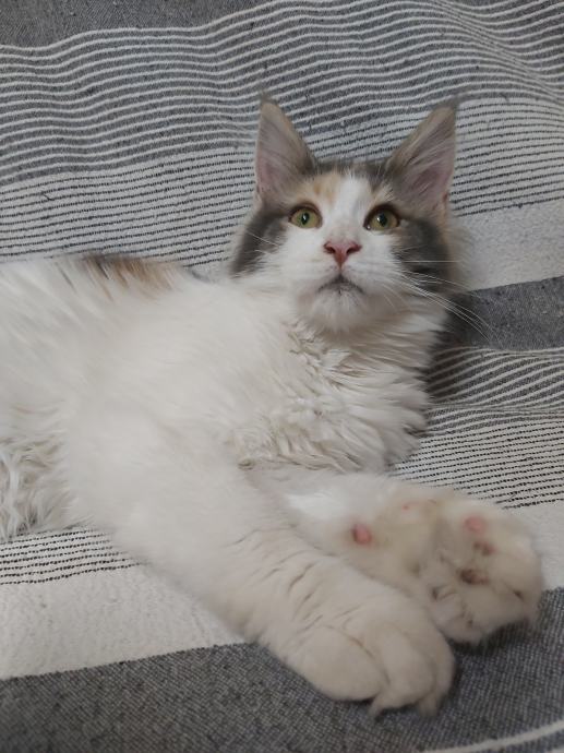 Riocoons*HR Ella - Maine Coon