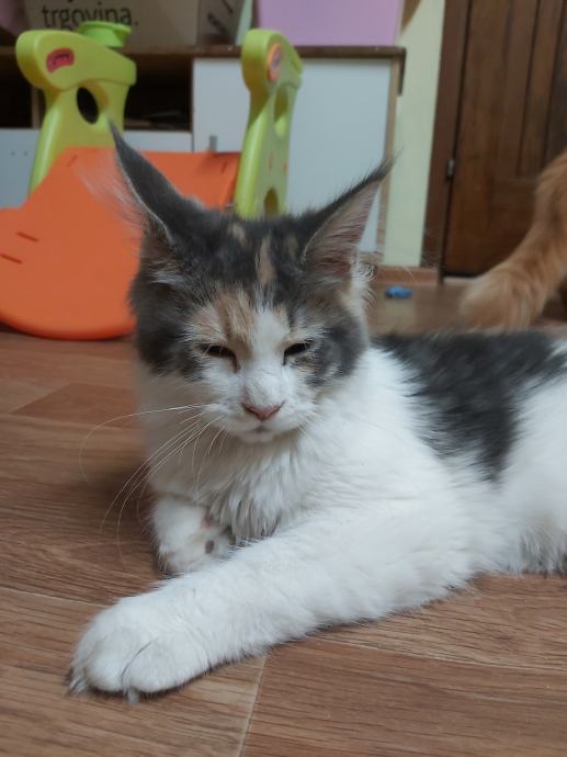 Riocoons*HR Ella - Maine Coon