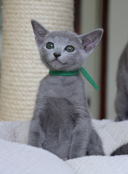 Ruska plava mačka- mačići dostupni za rezervacije, preuzimanje u 7.mj.