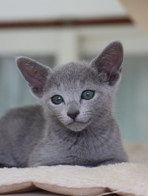 Ruska plava mačka- mačići dostupni za rezervacije, preuzimanje u 7.mj.