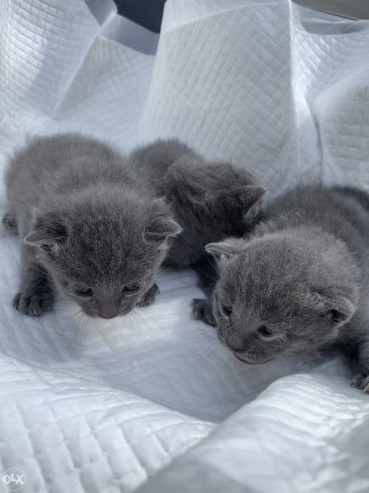 RUSKA PLAVA MAČKA - MAČIĆE PRIMAMO REZERVACIJE ZA PRODAJU