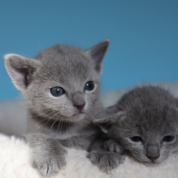 Ruska Plava Mačka- mačići dostupni