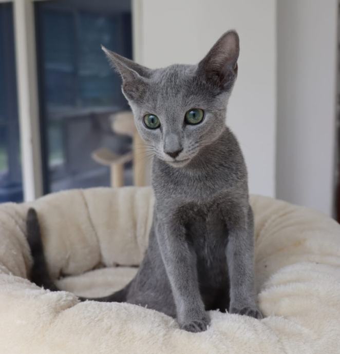 Ruska Plava mačka- mužjak dostupan odmah