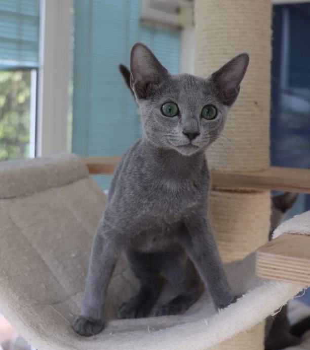 Ruska Plava mačka- mužjak dostupan odmah