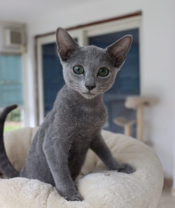 Ruska Plava mačka- mužjak dostupan odmah