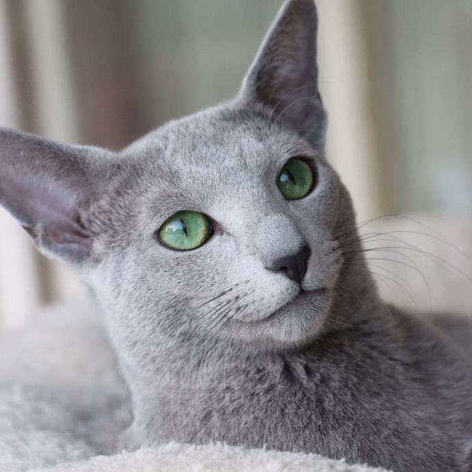 Ruska plava mačka - mačići dostupni za rezervaciju