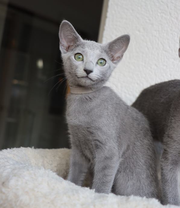 Ruska plava mačka - mačići dostupni za rezervaciju