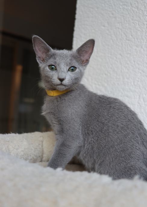 Ruska plava mačka - mačići dostupni za rezervaciju