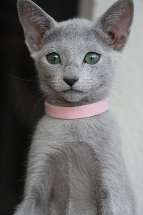 Ruska plava mačka - mačići dostupni za rezervaciju