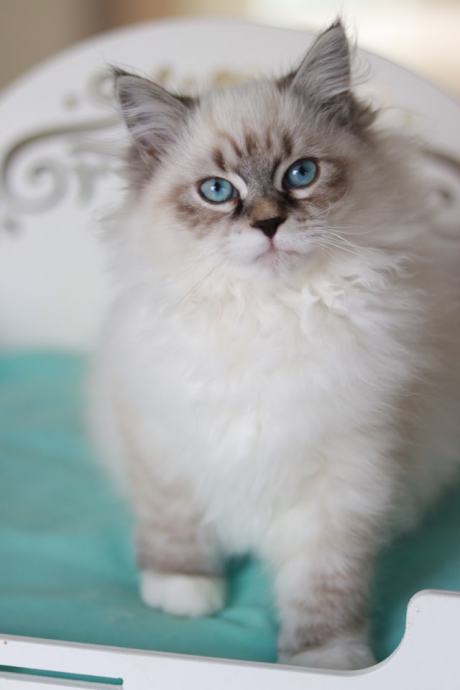 SIBIRSKA MAČKA/NEVA MASQUERADE mačići!!