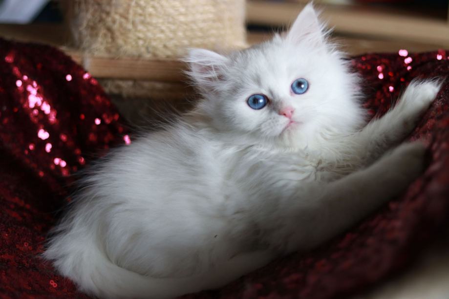 SIBIRSKA MAČKA - NEVA MASQUERADE