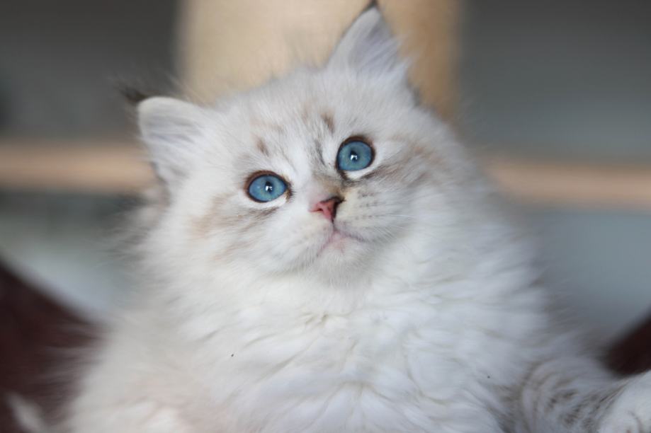 SIBIRSKA MAČKA - NEVA MASQUERADE