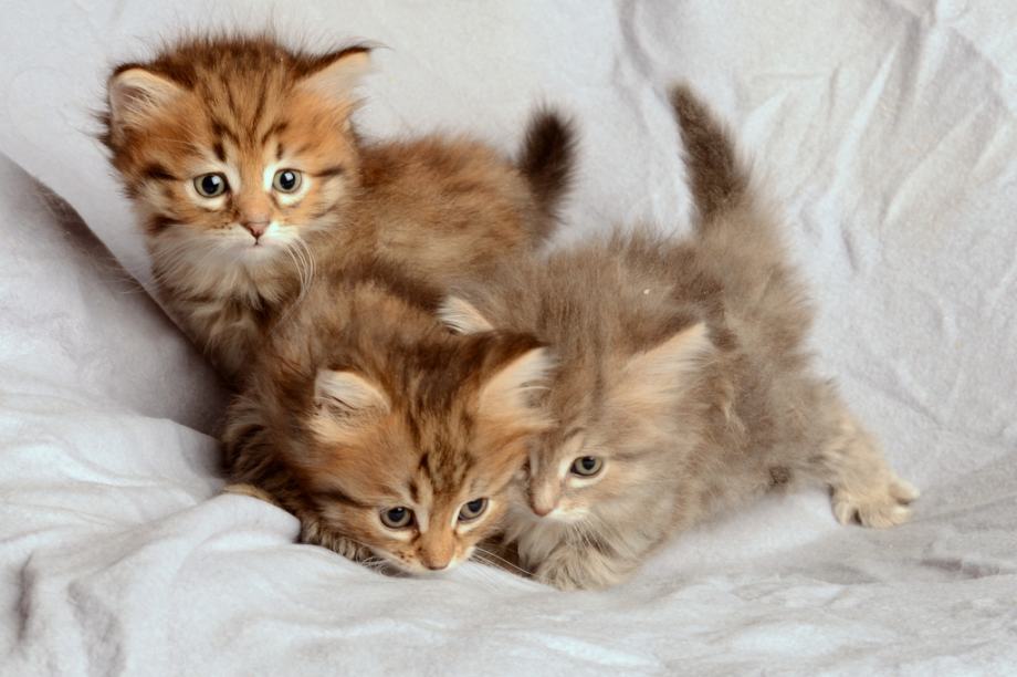 Sibirski Sumski Macici - Novo Leglo!