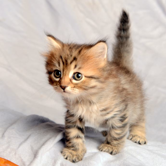 Sibirski Sumski Macici - Novo Leglo!