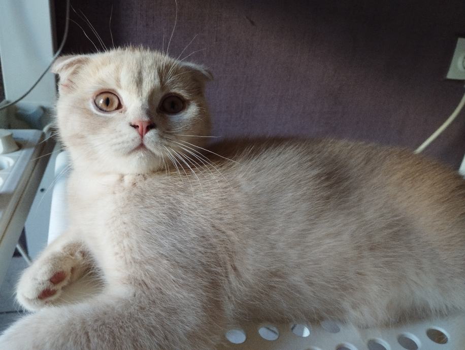 Skotski macic Cappuccino