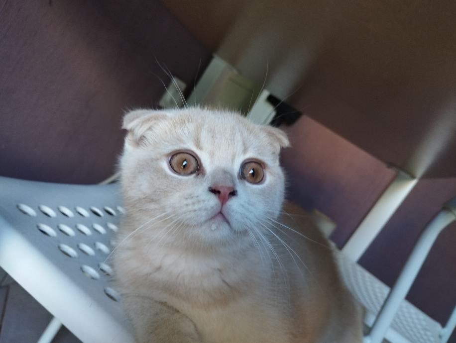 Skotski macic Cappuccino