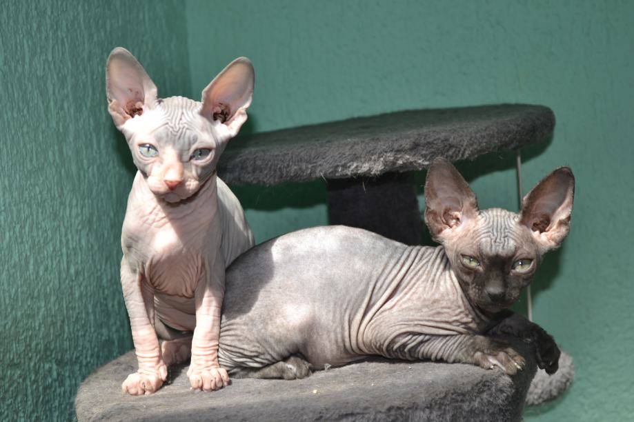 Sphynx - mačke bez dlake Sphynx - mačke bez dlake