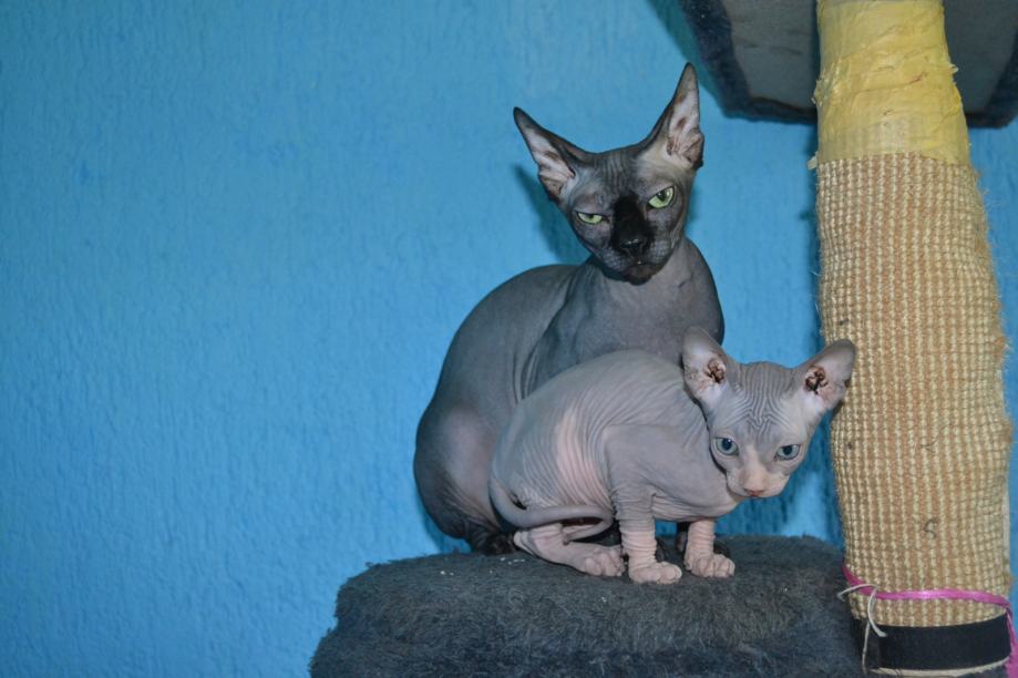 Sphynx - mačke bez dlake Sphynx - mačke bez dlake