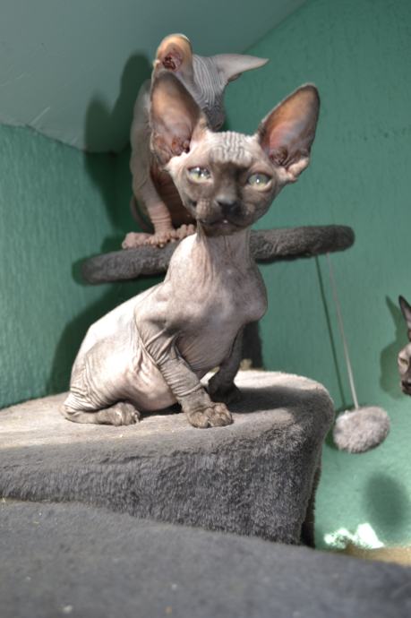 Sphynx - mačke bez dlake Sphynx - mačke bez dlake