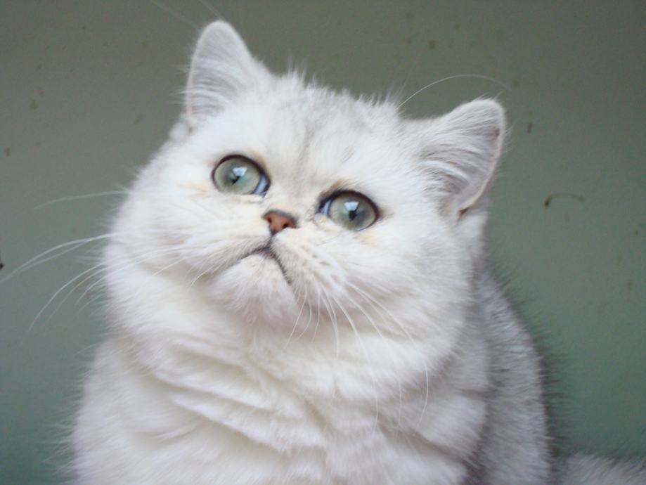 srebrni egzota mačkica