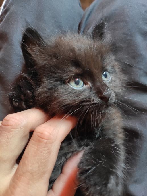 Umiljata čupava maca