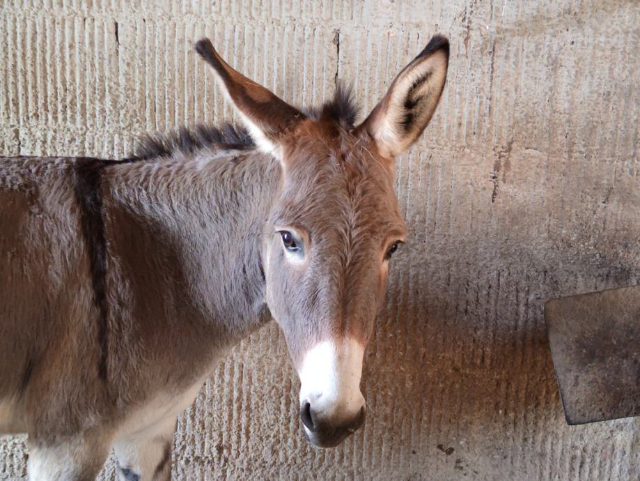 Magarac Đina (žensko)