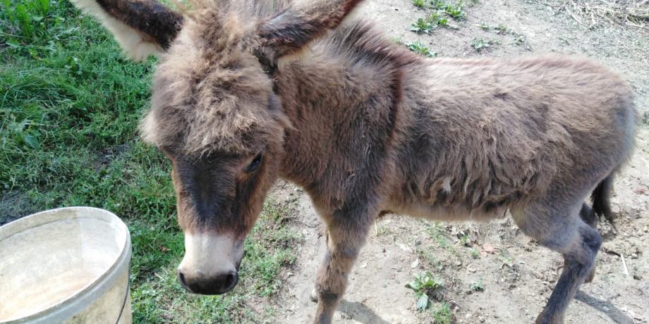 MAGARAC MLADI - MARKO