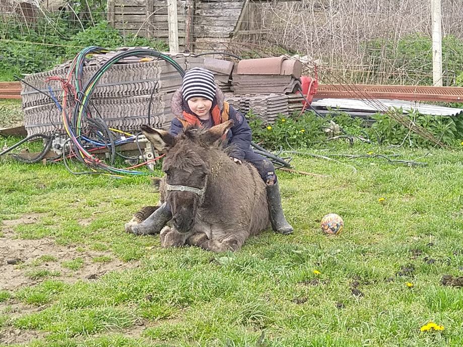 Magarac primorsko dinarski