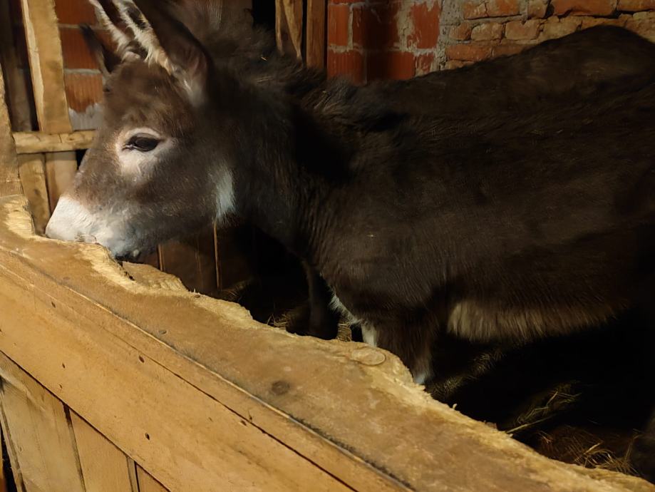 Magarac Primorsko-dinarski