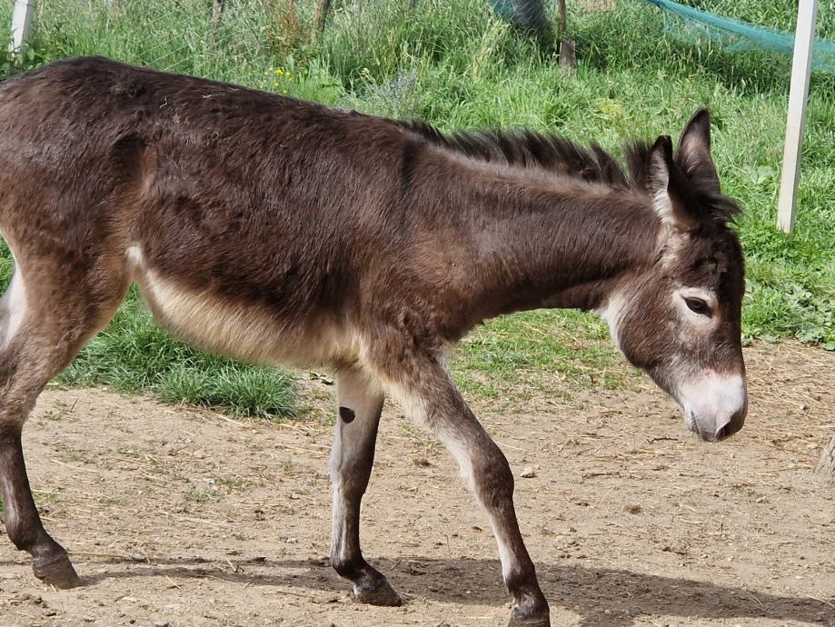 Magarac Primorsko-dinarski