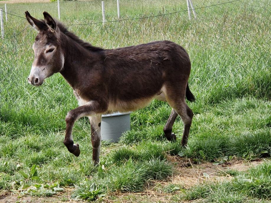 Magarac Primorsko-dinarski