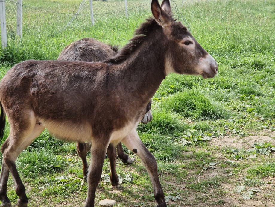 Magarac Primorsko-dinarski
