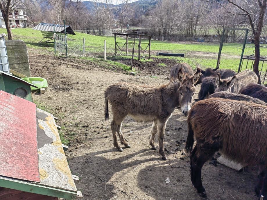 magarci primorsko dinarski