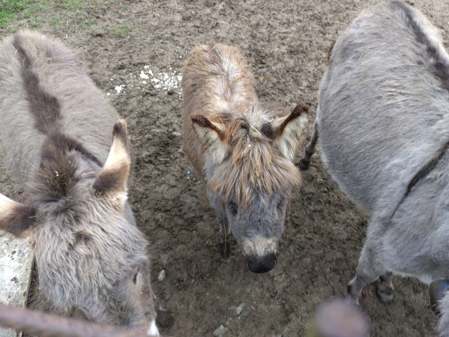 magarci primorsko dinarski