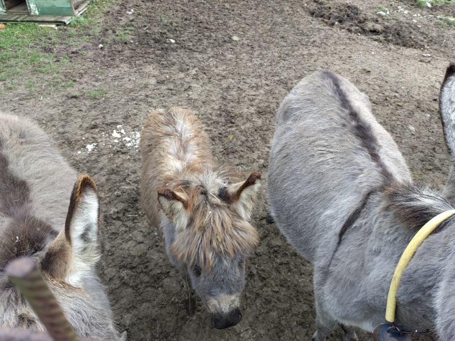 magarci primorsko dinarski