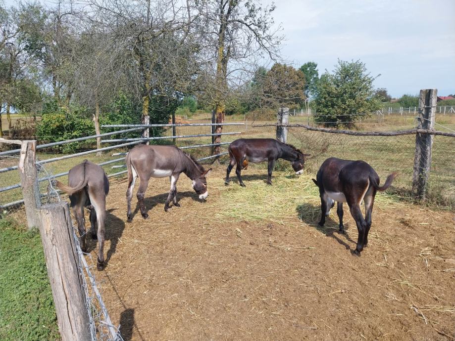 magarci primorsko dinarski