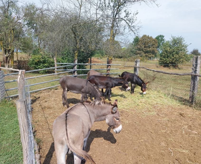 magarci primorsko dinarski