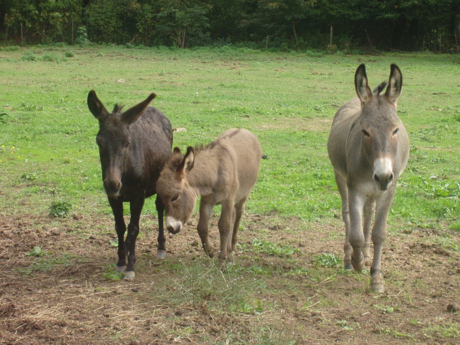 MAGARICA + MAGARAC - PRIMORSKO-DINARSKI