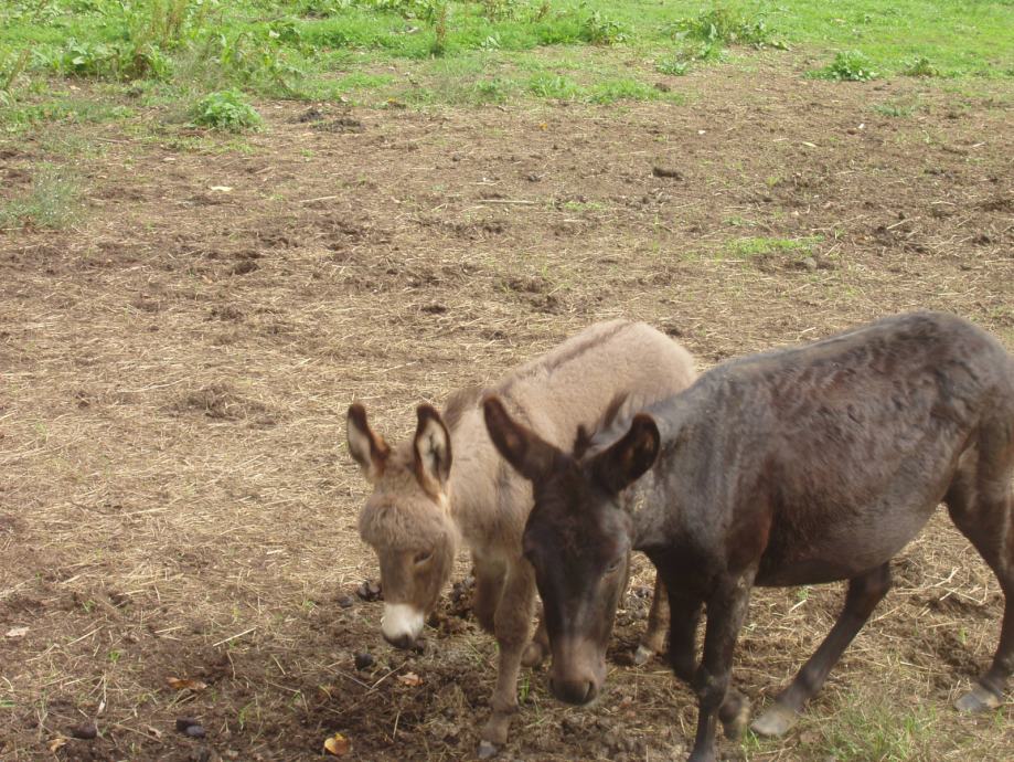 MAGARICA + MAGARAC - PRIMORSKO-DINARSKI