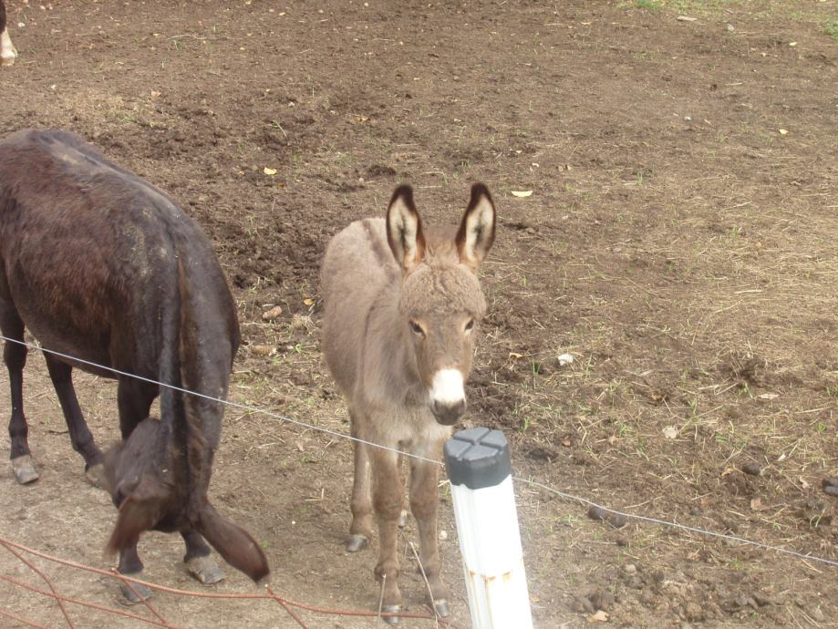 MAGARICA + MAGARAC - PRIMORSKO-DINARSKI