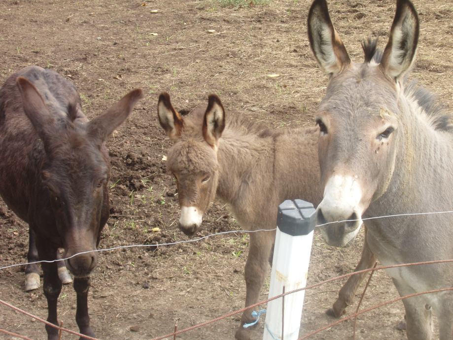 MAGARICA + MAGARAC - PRIMORSKO-DINARSKI