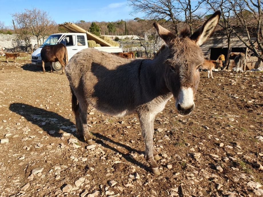 Magarica, magare, tovar, magarac