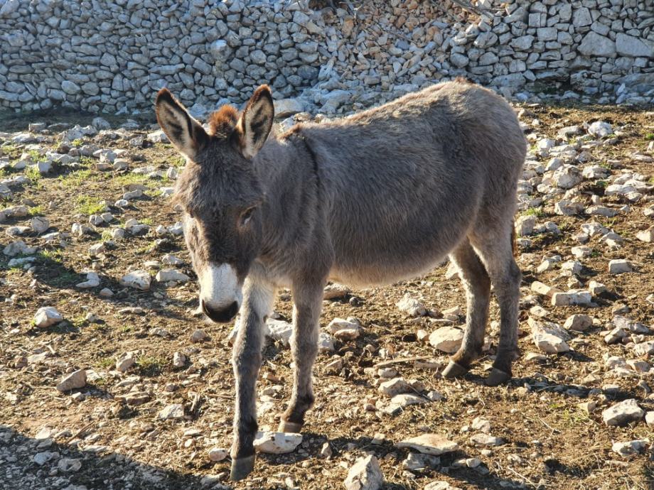 Magarica, magare, tovar, magarac